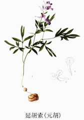 Corydalis Root Extract 1 oz - Land of Havilah Farm and Herbals