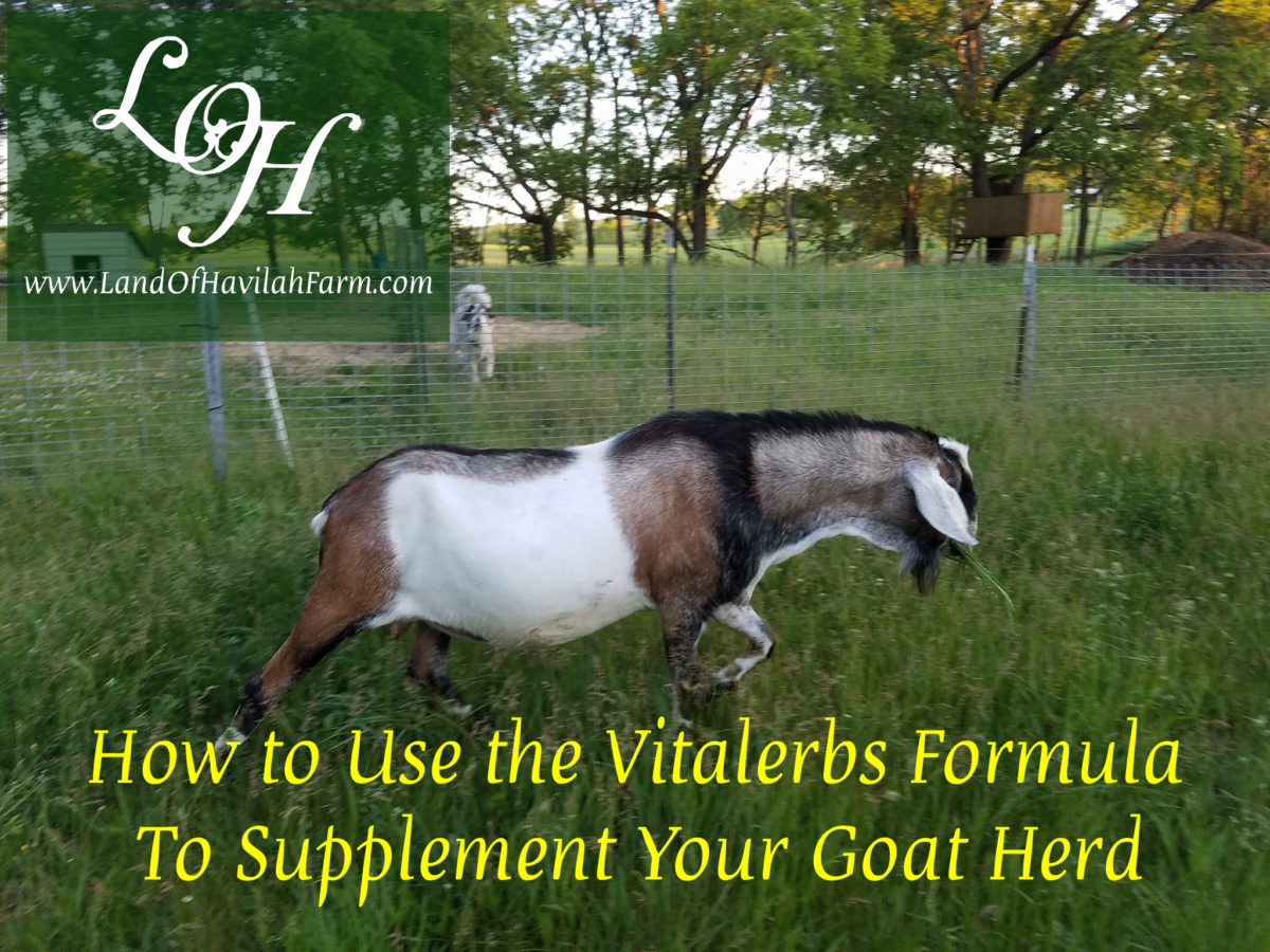 How to Use the Vitalerbs Formula to Supplement Your Goat Herd/Animals ...